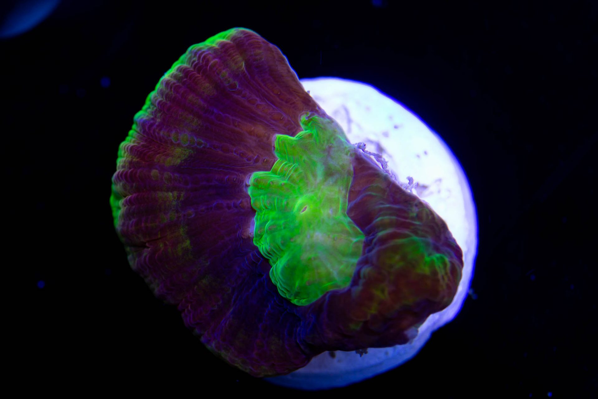 Dragon Soul Prism Favia