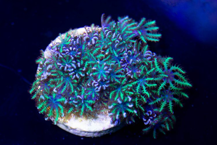 Blue Sympodium