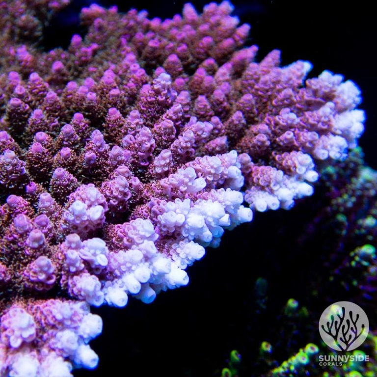 How to Frag Acropora: A Step-by-Step Guide – Sunnyside Corals