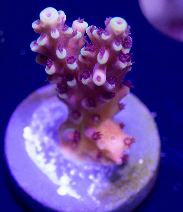 RR Pink Cadillac Acropora