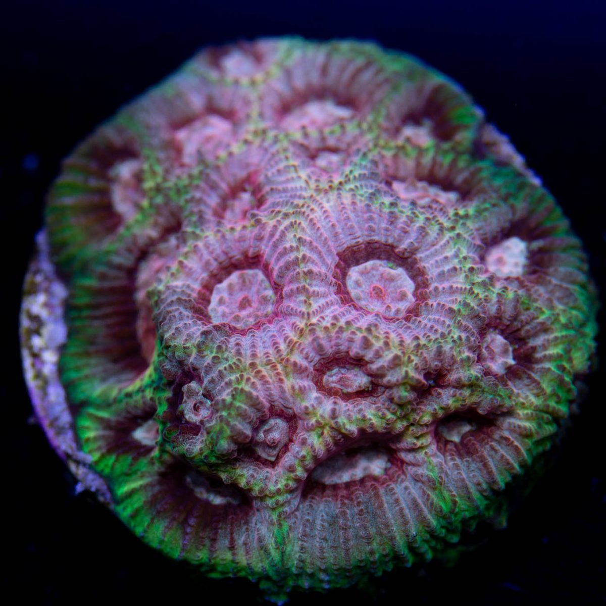 Favia And Favites - Sunnyside Corals