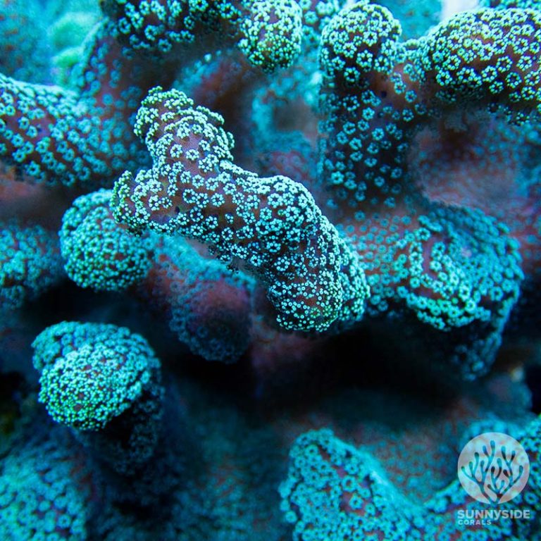 LPS Vs SPS Coral: Understanding The Differences | Sunnyside Corals