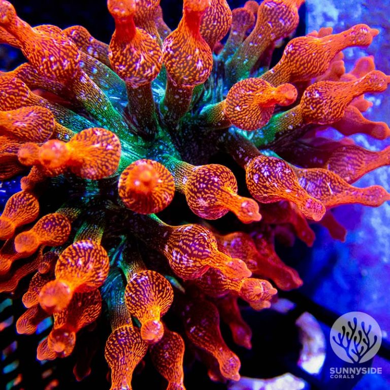 Sea Anemone For Sale - Sunnyside Corals - Softies Coral