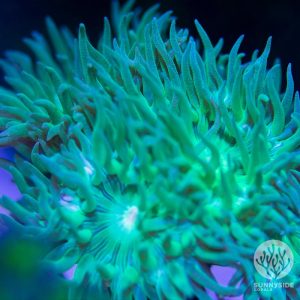 The Ultimate Guide To Duncan Coral Care | Sunnyside Corals