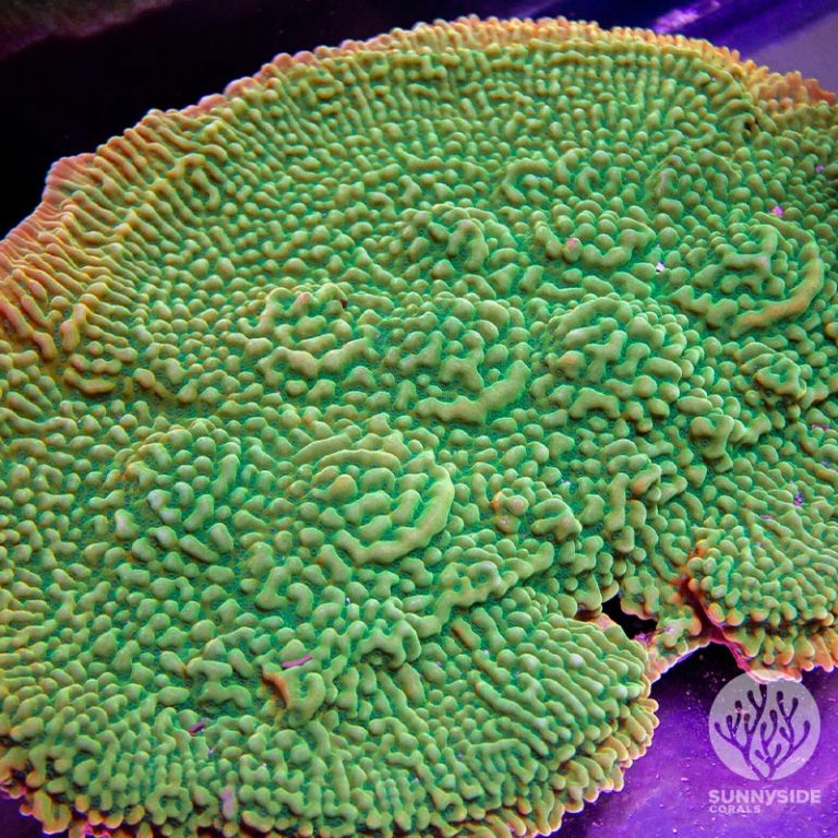 Grafted Montipora Cap Coral - Sunnyside Corals - SPS - Cut To Order