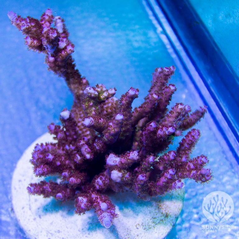 PC Rainbow Acropora