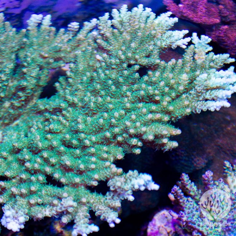 TSA Bill Murray Acropora