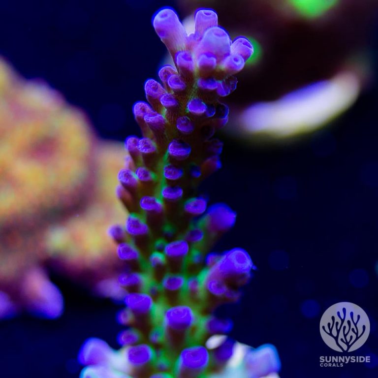 Sunnyside Corals - WYSIWYG Aquaculture Corals | Corals For Sale