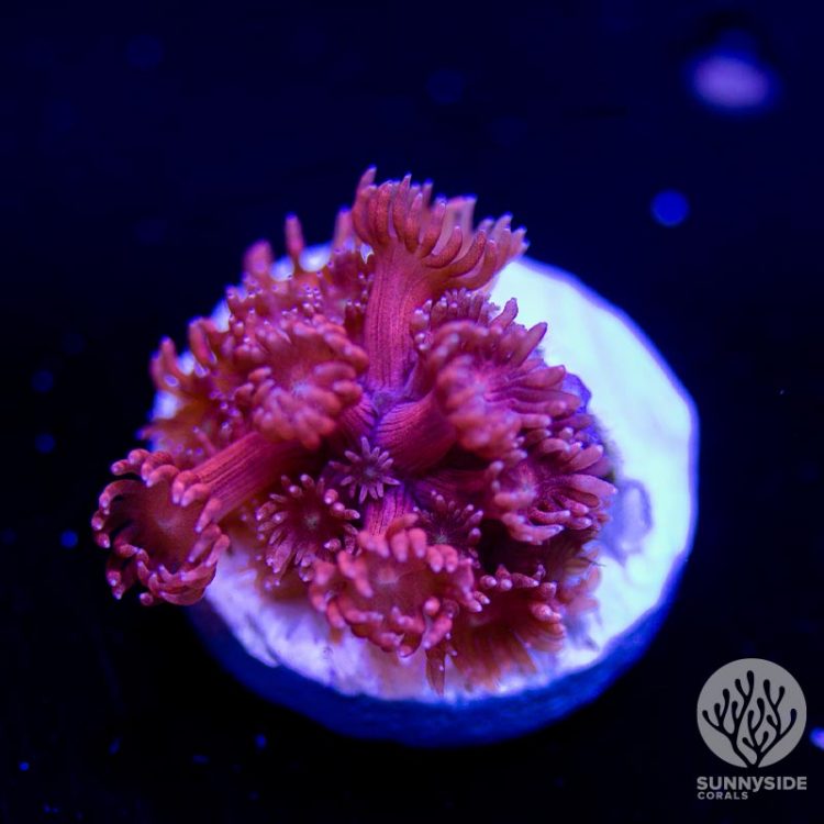 Red Goniopora