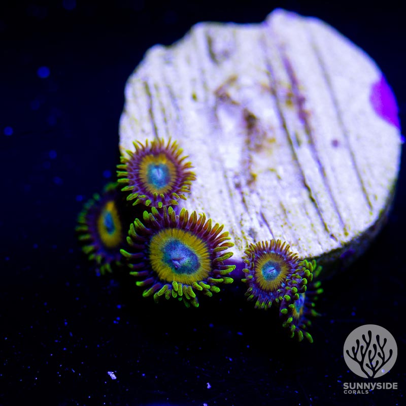 Cut To Order Coral | Sunnyside Corals | Hundreds Of Corals