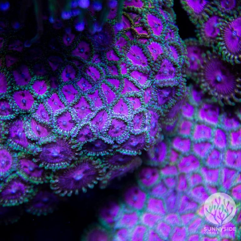 Zoanthid Corals: Care Tips And Best Practices | Sunnyside Corals