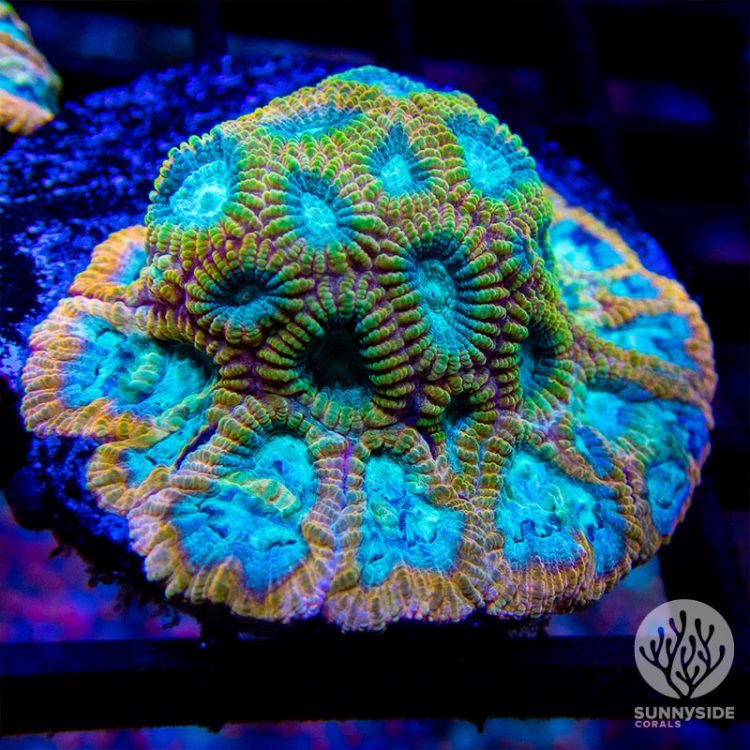 Favia And Favites - Sunnyside Corals