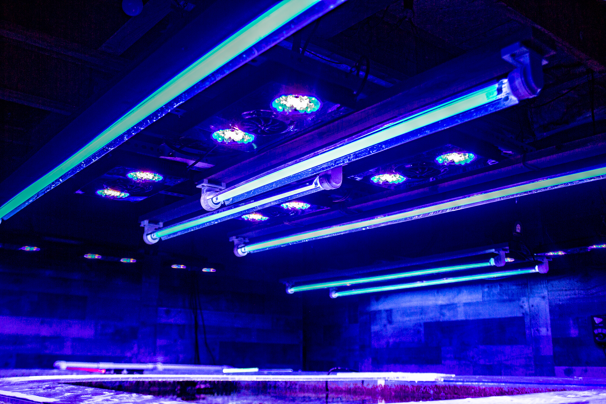 The Ultimate Guide To Duncan Coral Care | Sunnyside Corals