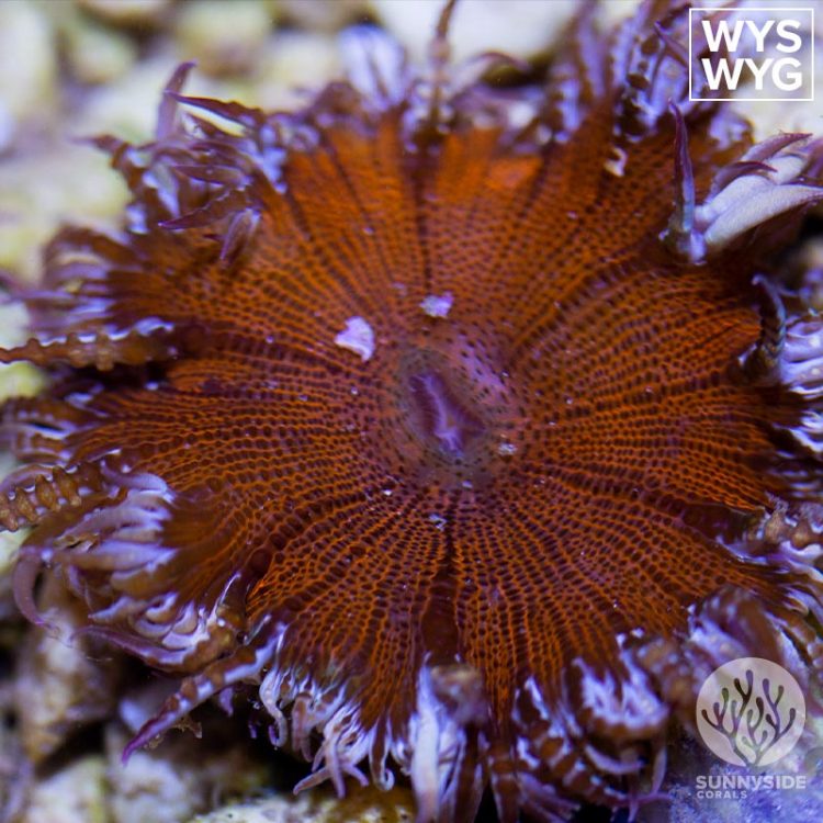 Anemone For Sale - Sunnyside Corals - Softies Coral