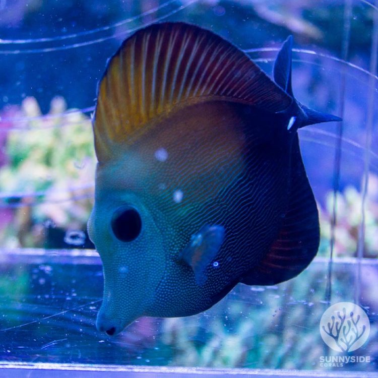Saltwater Fish For Beginners: A Guide To Starting Your Own Aquarium ...