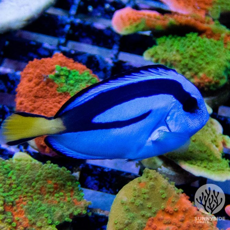 Saltwater Fish For Beginners: A Guide To Starting Your Own Aquarium ...