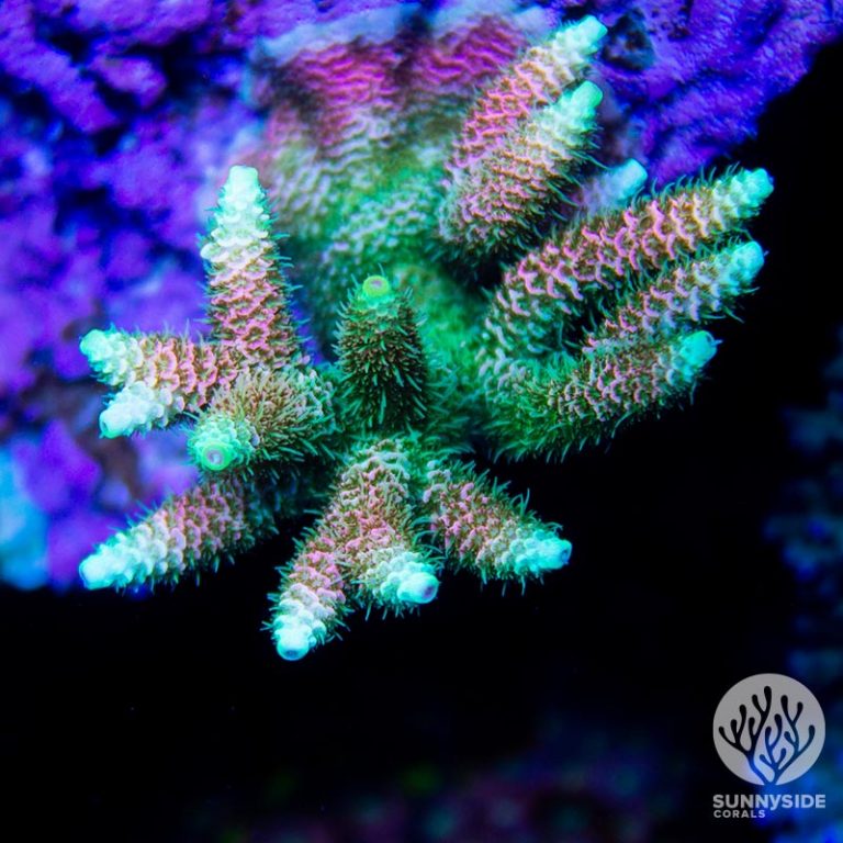 ASD Rainbow Millepora