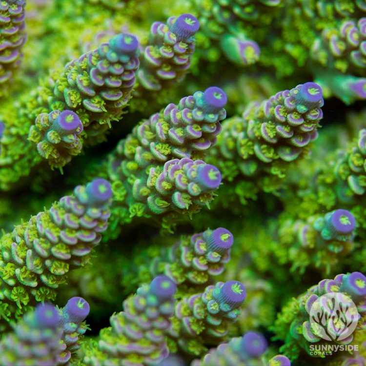 Acropora Coral | Sunnyside Corals | Acropora Coral Care