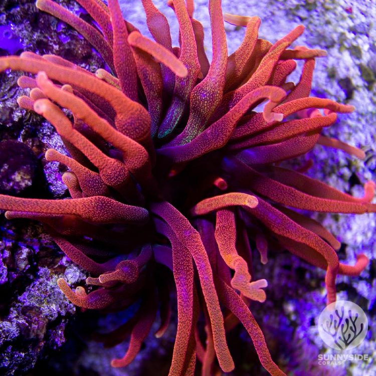 Sea Anemone For Sale - Sunnyside Corals - Softies Coral