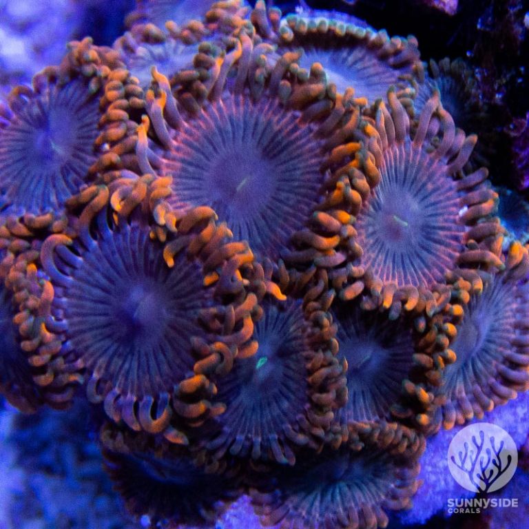 How To Avoid Coral Poisoning | Sunnyside Corals