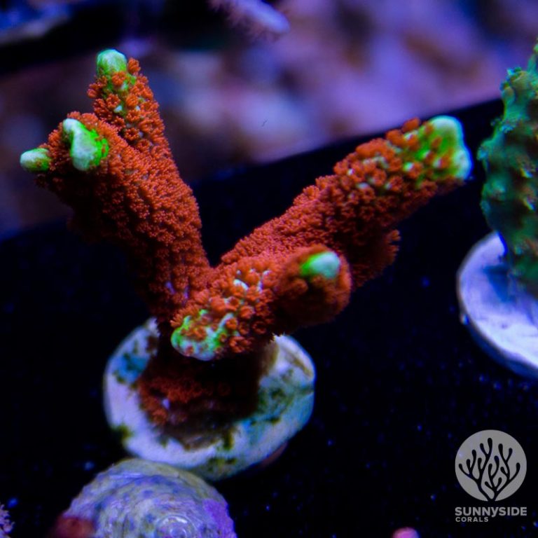 Forest Fire Montipora Digitata