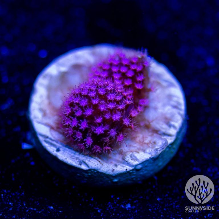 Hot Pink Stylocoeniella