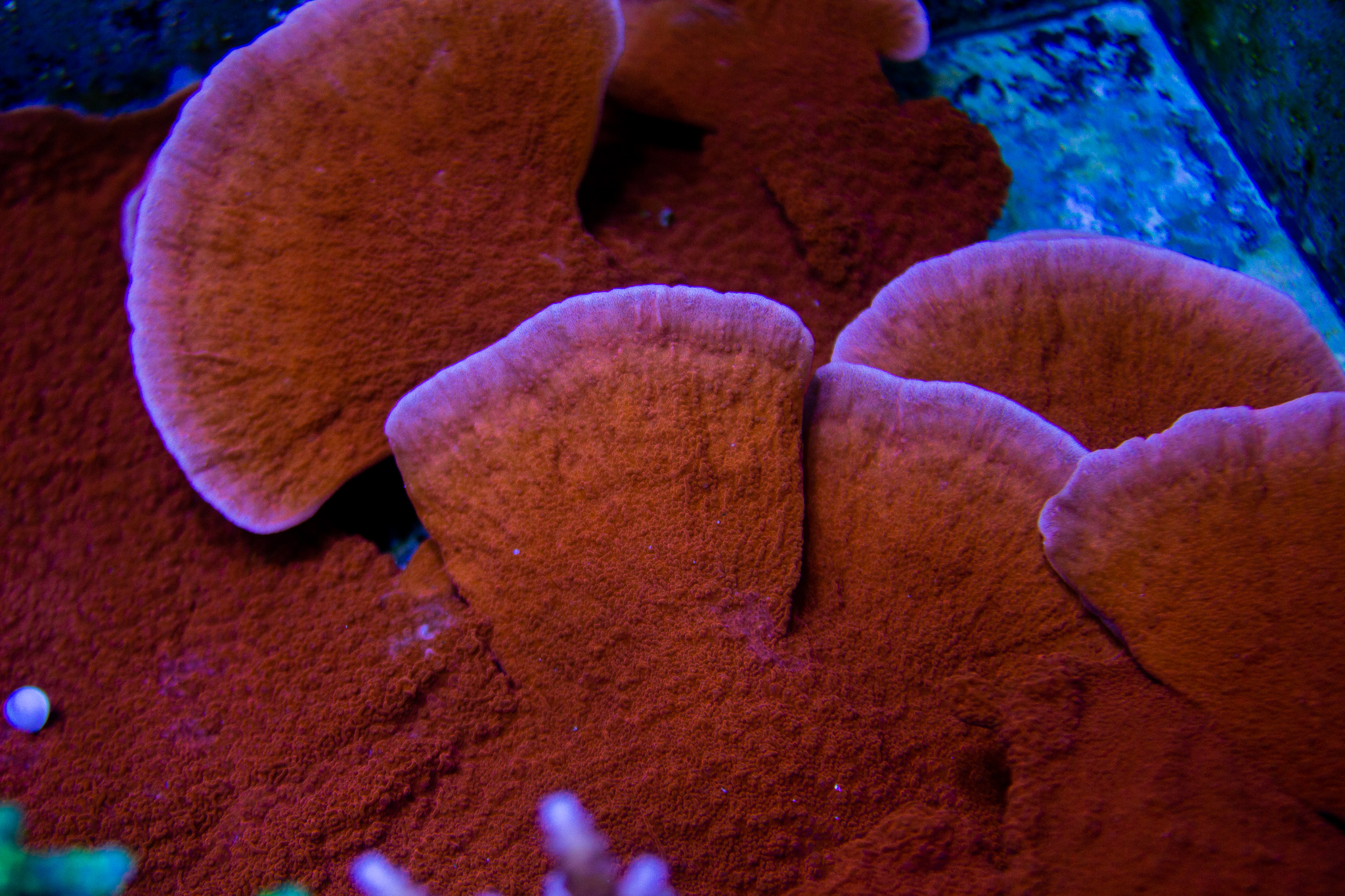 Montipora Coral – Sunnyside Corals