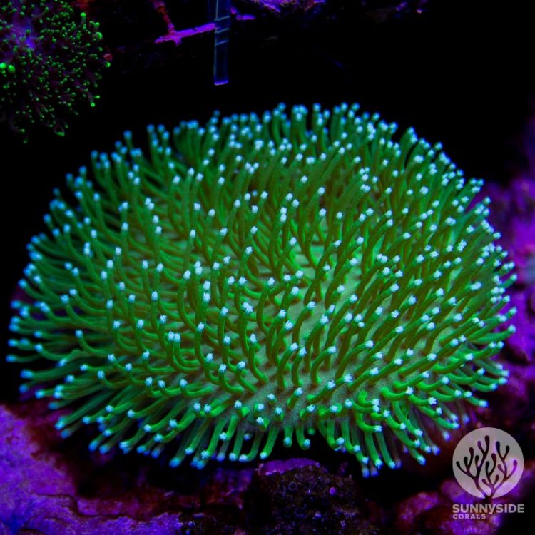 Japanese Deepwater Toadstool