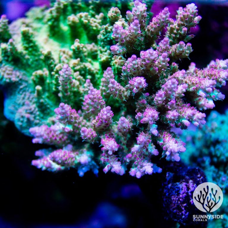 Brighten Up Your Acropora Collection: Top Lighting Techniques ...