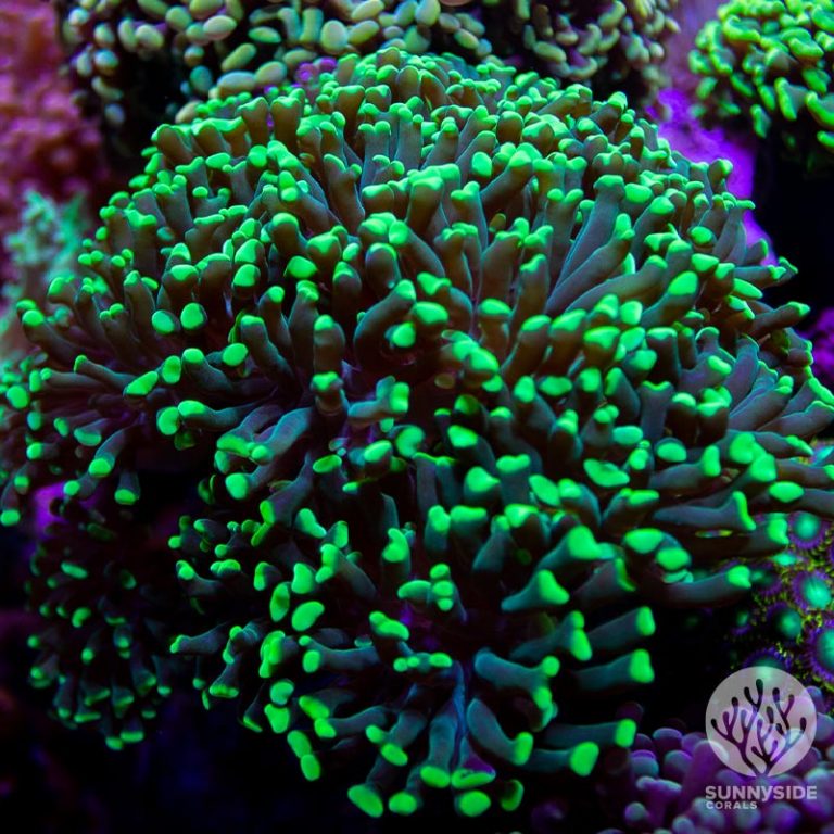 The Anatomy Of A Coral | Sunnyside Corals