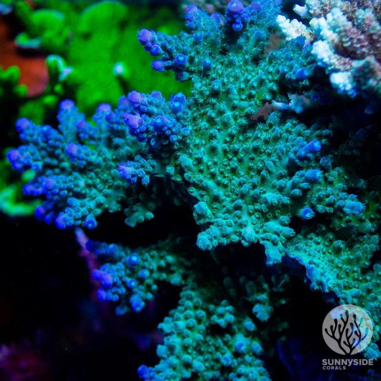 RMF Ultimate Miyagi Tort