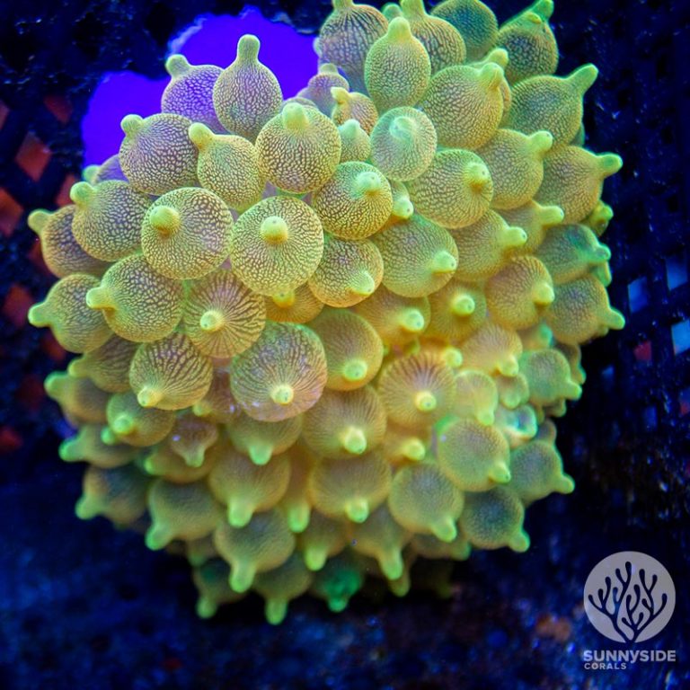 How To Acclimate Coral: A Comprehensive Guide | Sunnyside Coral