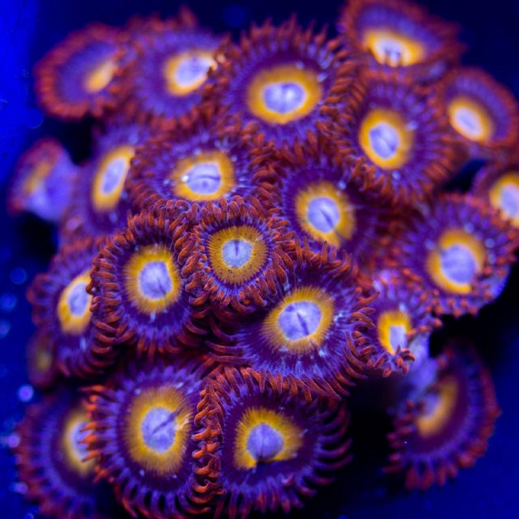 How To Avoid Coral Poisoning | Sunnyside Corals