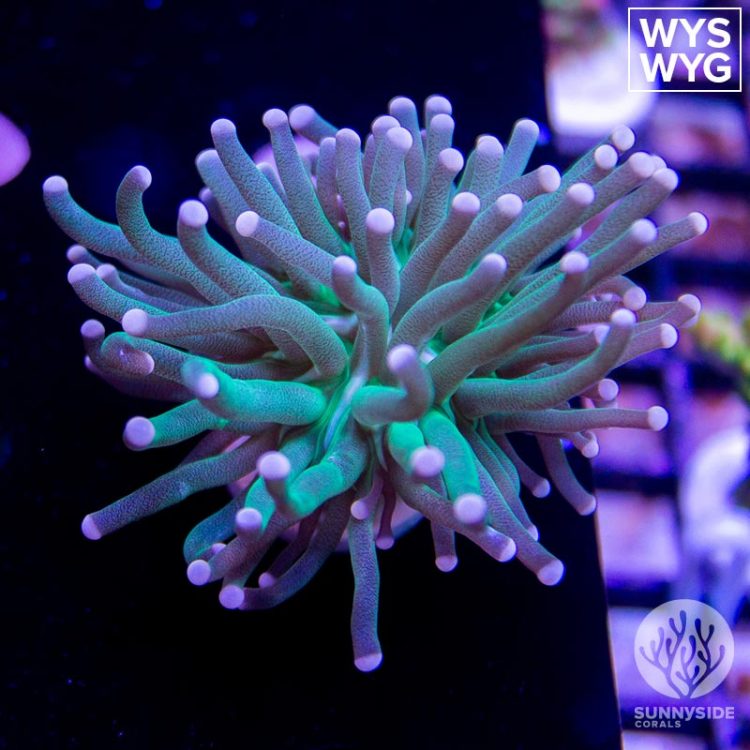 Torch Coral: A Beginner's Guide To Care And Maintenance - Sunnyside Corals