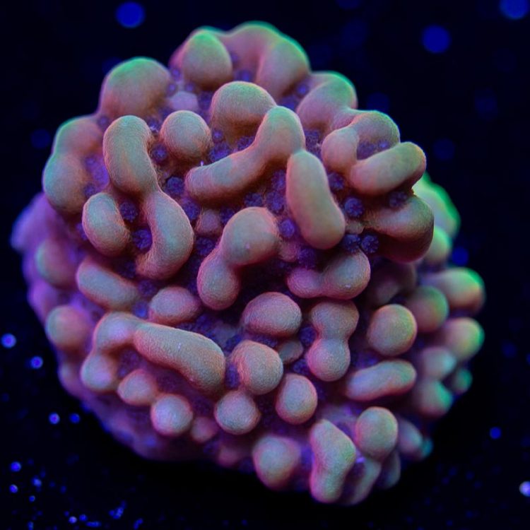 Montipora Coral For Sale - Sunnyside Corals - SPS Montipora Coral