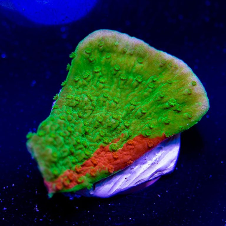 Montipora Coral For Sale - Sunnyside Corals - SPS Montipora Coral