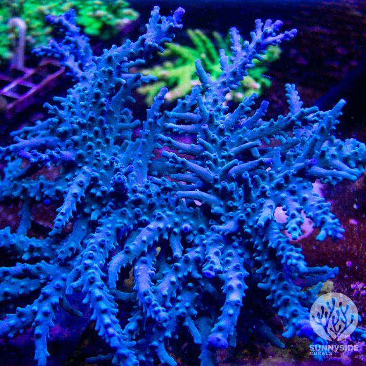 Sunnyside Corals