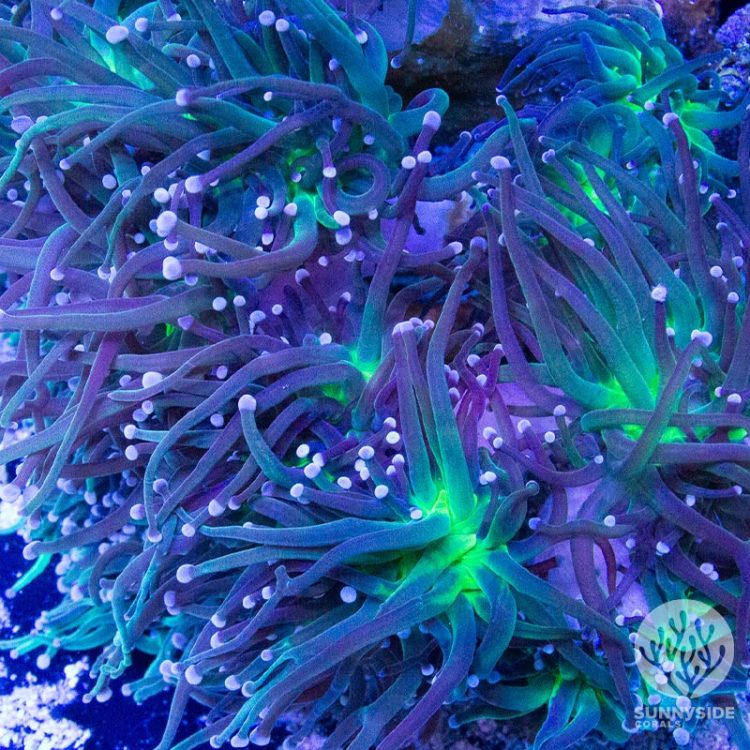 LPS Coral - Sunnyside Corals- Euphyllia - Chalices - Coral For Sale